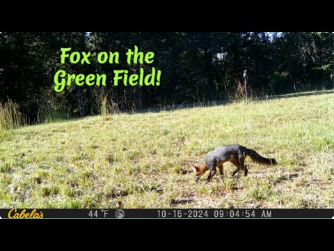 Fabulous Fox Rolls & Runs - YouTube