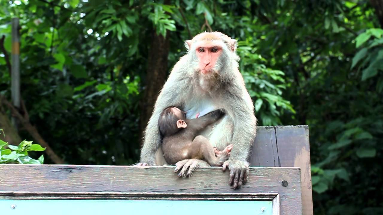 Wild mother monkey breast feeding baby monkey in Kaohsiung, Taiwan ...