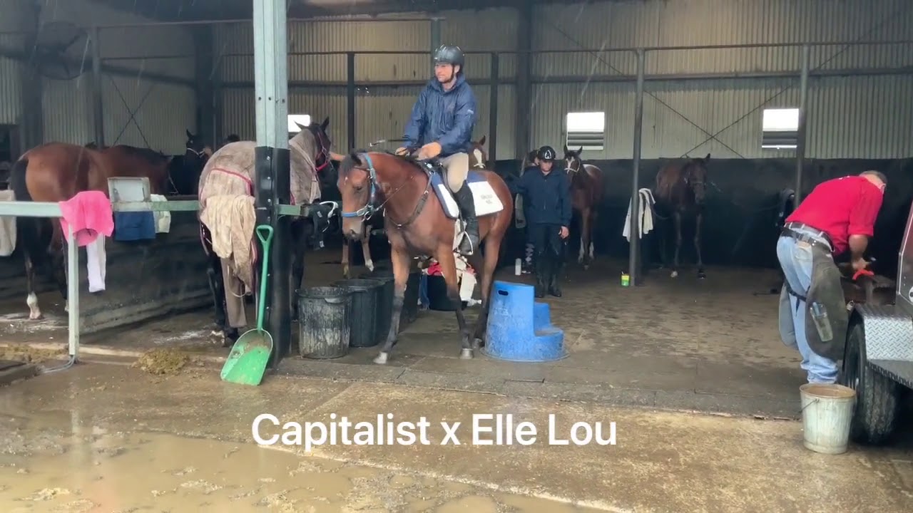 Capitalist x Elle Lou Colt & Sebring x Delorosa Filly @ Breakers - YouTube