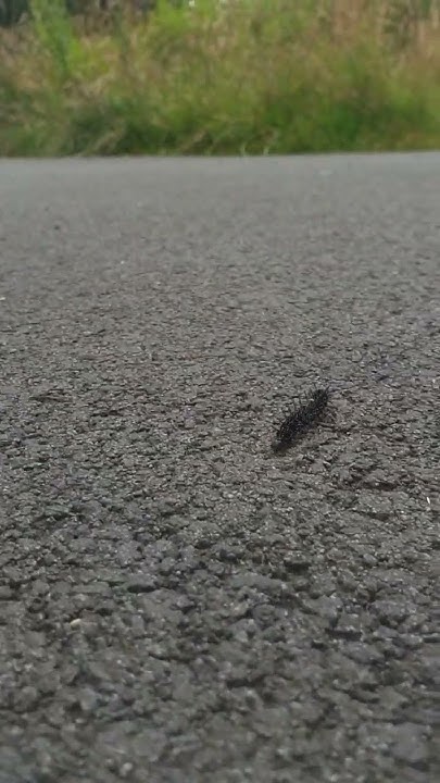 Caterpillar on the move - YouTube