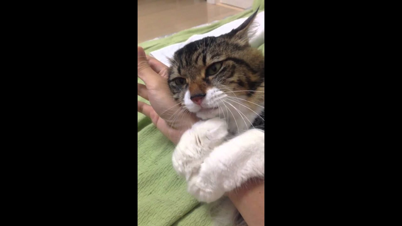 Cat Won't Let Go of Owners Hand - YouTube
