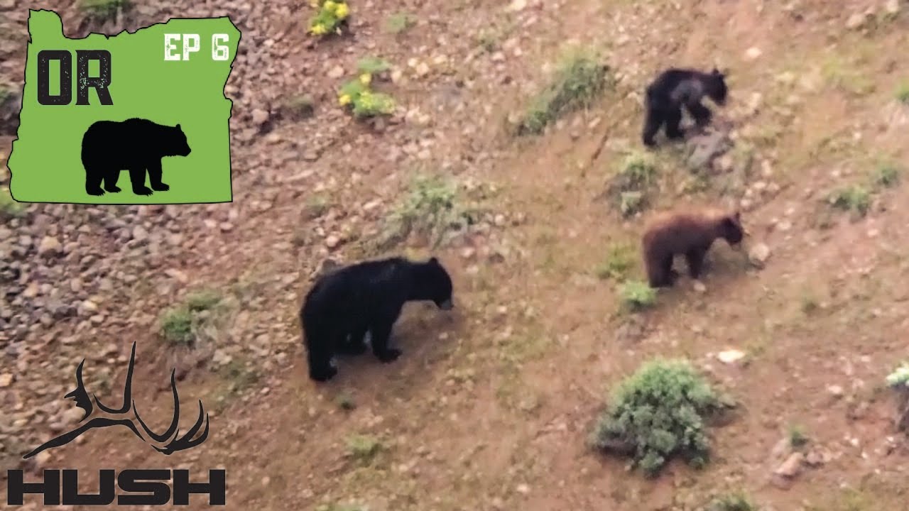 LAST DAY HUNTING BEARS IN OREGON! - YouTube