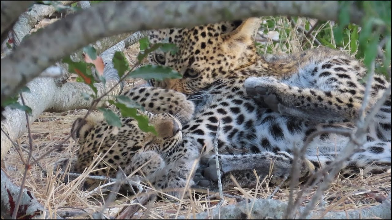 Leopard Cubs Playing and Biting - YouTube