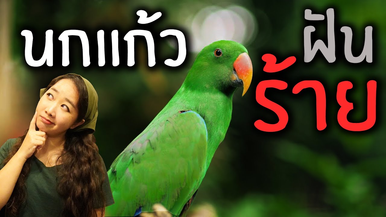 นกแก้วฝันร้าย? (A Parrot Have Nightmares?) EP.218 - YouTube
