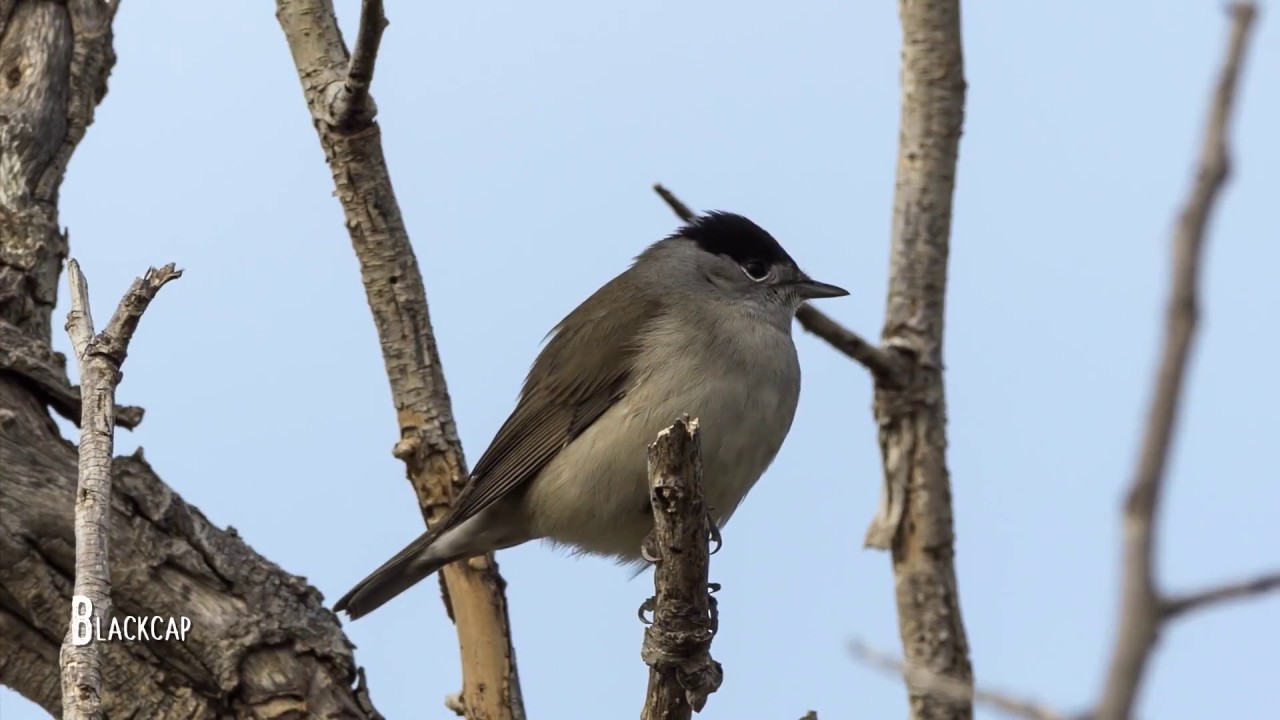 Birdwatching in Cyprus - Autumn - YouTube