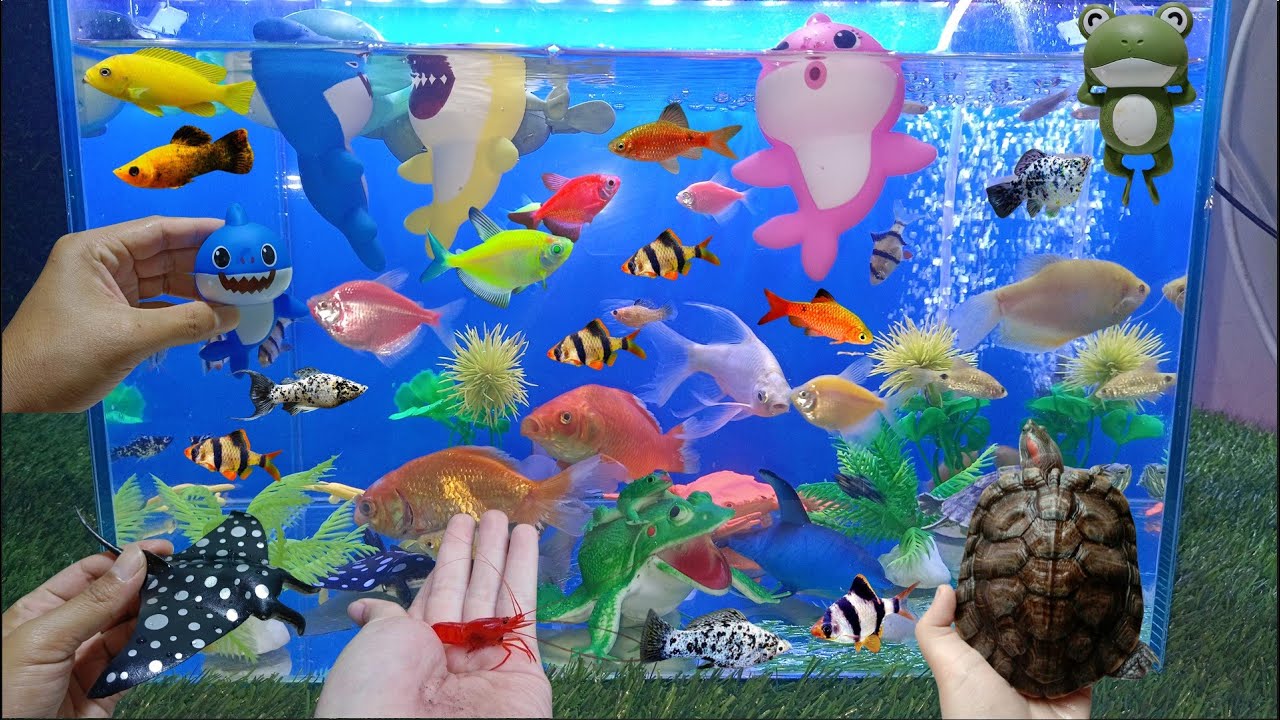 Collection of Cute Animals,Sumatran fish,barbir fish,glofish,molly fish ...