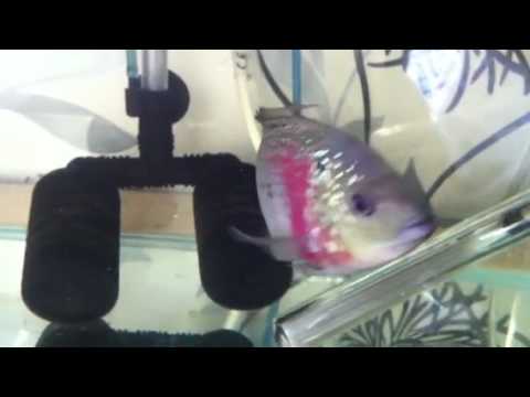 King Kamfa female - YouTube