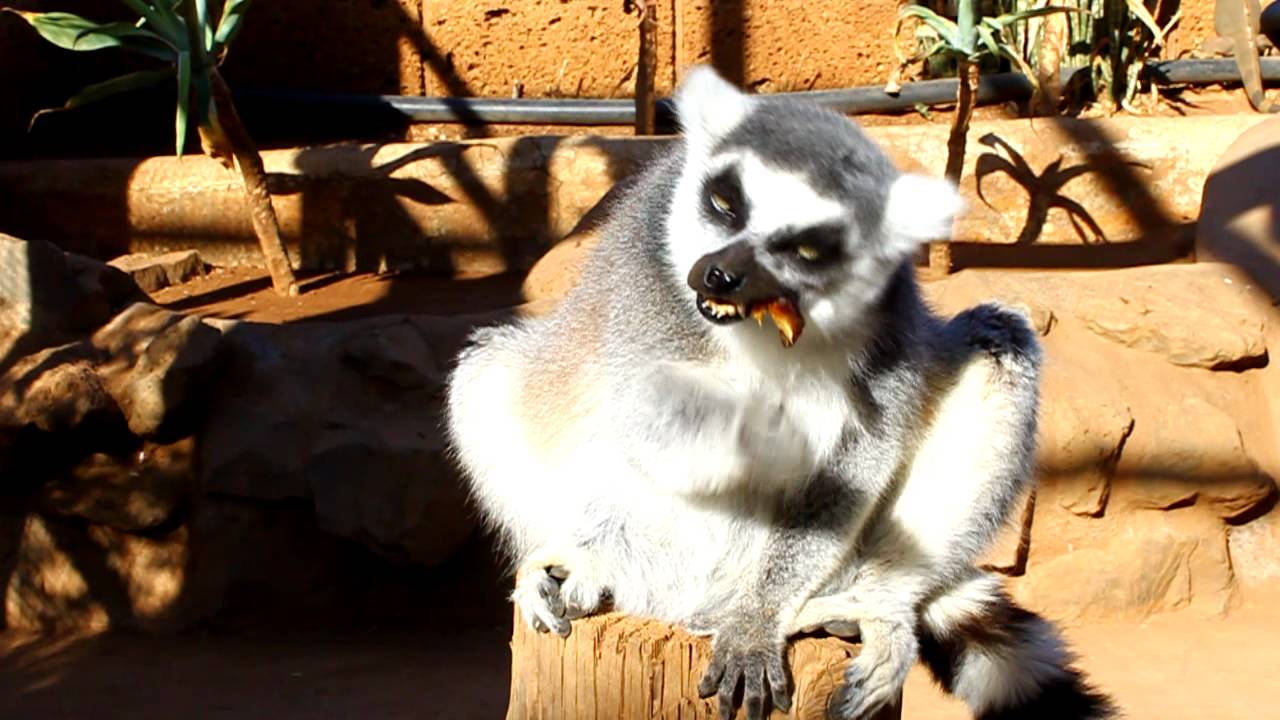 Lemur - YouTube