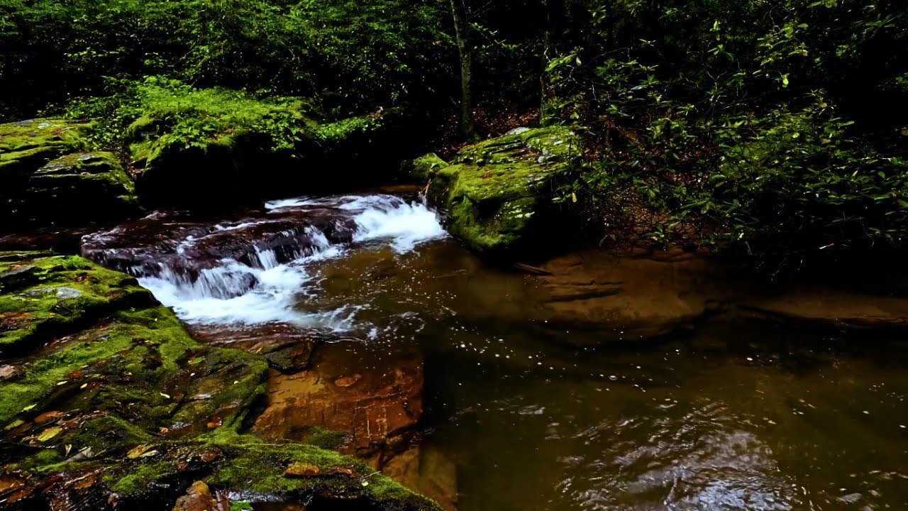 The Healing Power of the Calming Sounds of Nature, Birds and Rivers to ...
