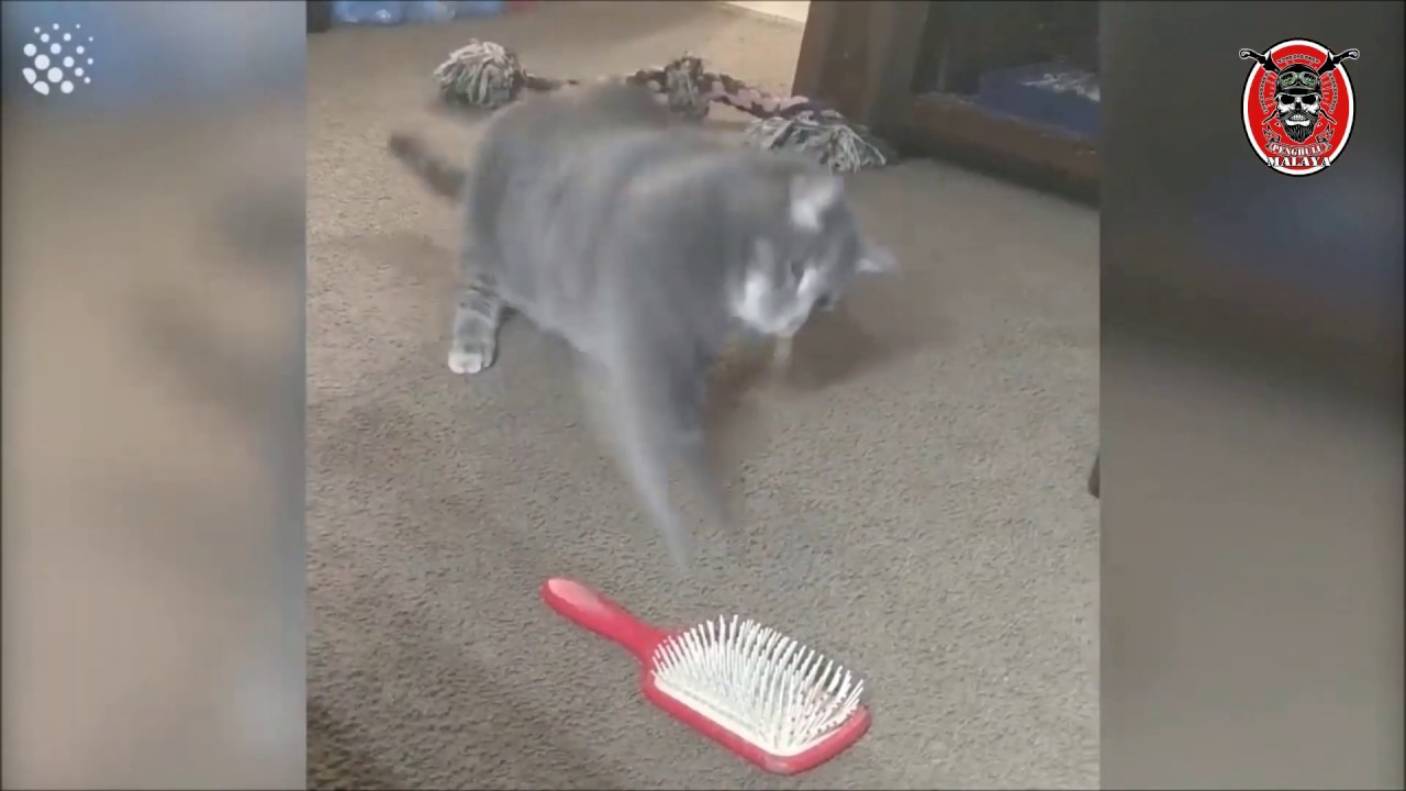 Kompilasi Kucing Lawak 2 - YouTube