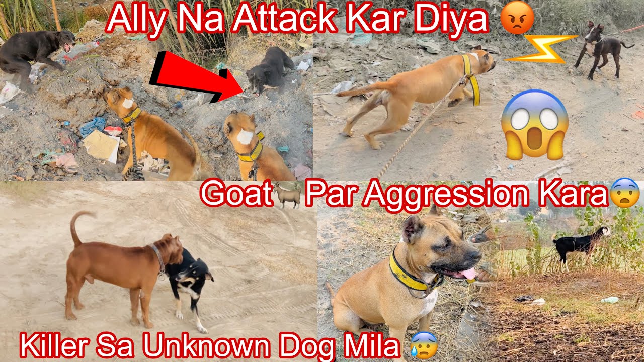 Ally Na Desi Dog🐕Par Attack Kara😡 Killer Sa Unknown Dog Mila😨 Ally Na ...