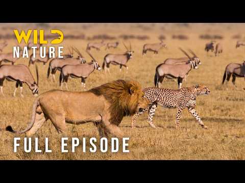 Lion Attack: The Mapogo Battle for Survival (Full Episode) | Animal documentary