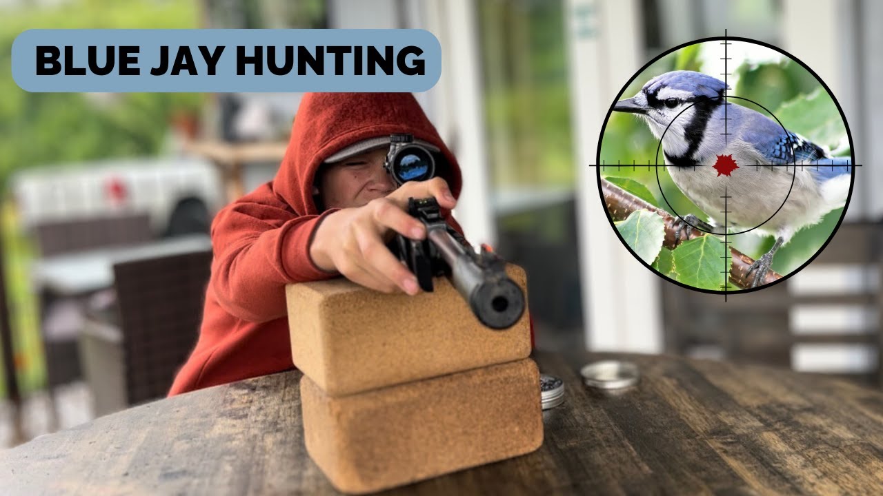 HUNTING blue jays in my backyard (pellet gun) - YouTube