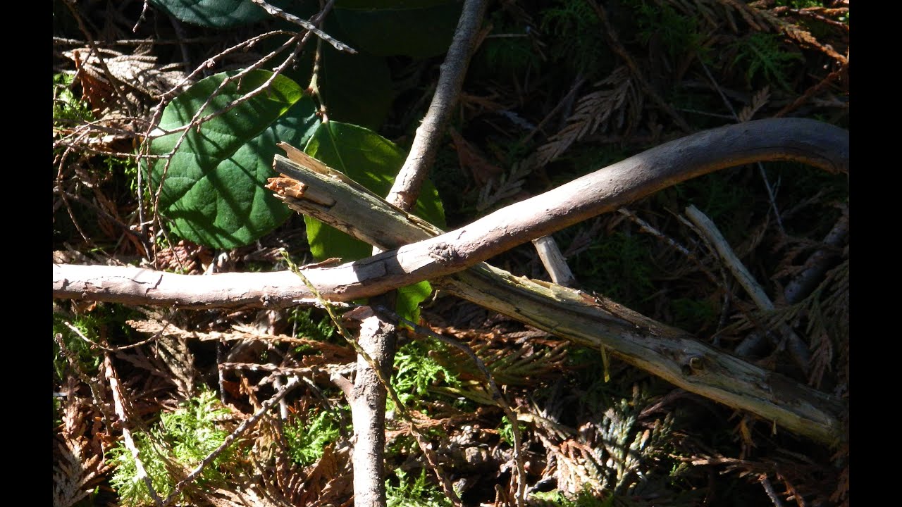 November Ravens - YouTube