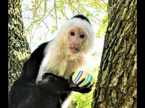 Pet Monkey Easter Egg Hunt - YouTube