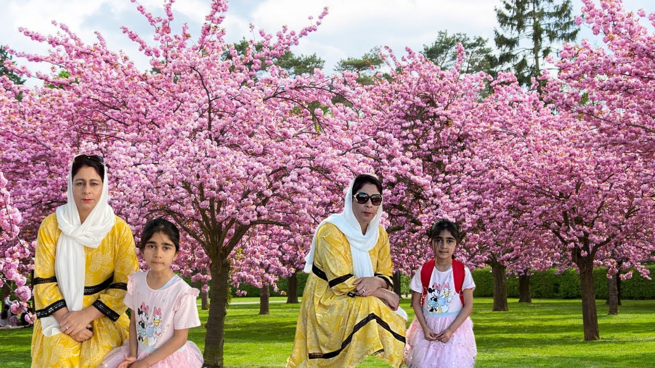 Spring Season In UK || Spring In England Cherry Blossom - YouTube