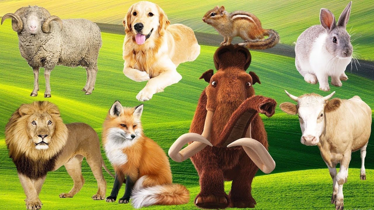 CUTE LITTLE ANIMALS - Merino, Dog, Chipmunk, Rabbit, Lion, Fox ...