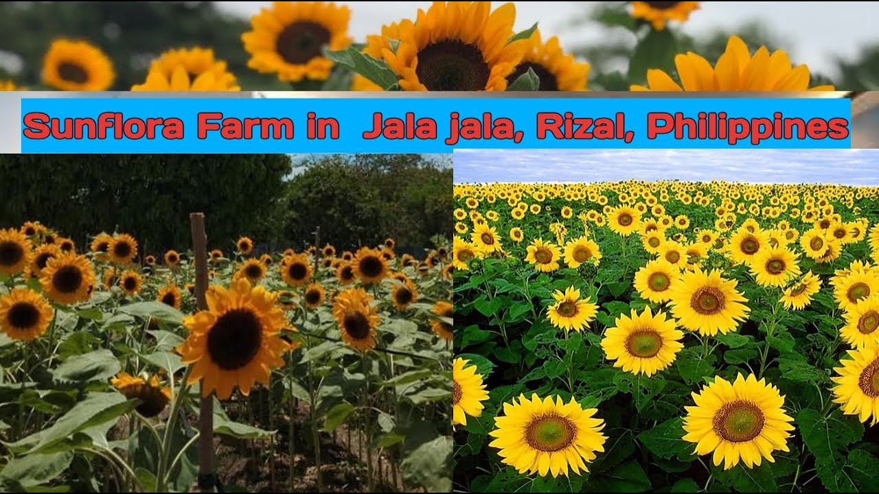 Beautiful Sunflora Farm in Jala jala, Rizal, Philippines - YouTube
