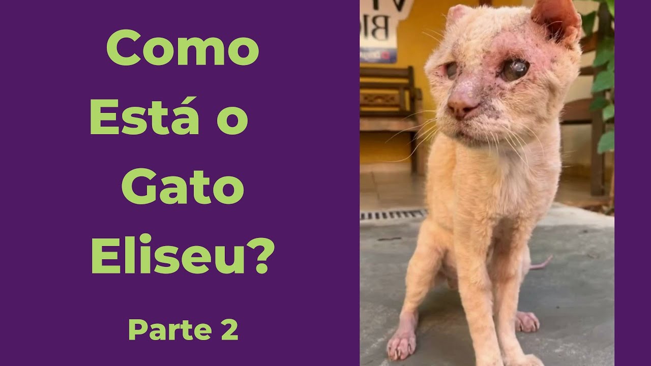 Como Está o Gato Eliseu Hoje Parte 2 - YouTube