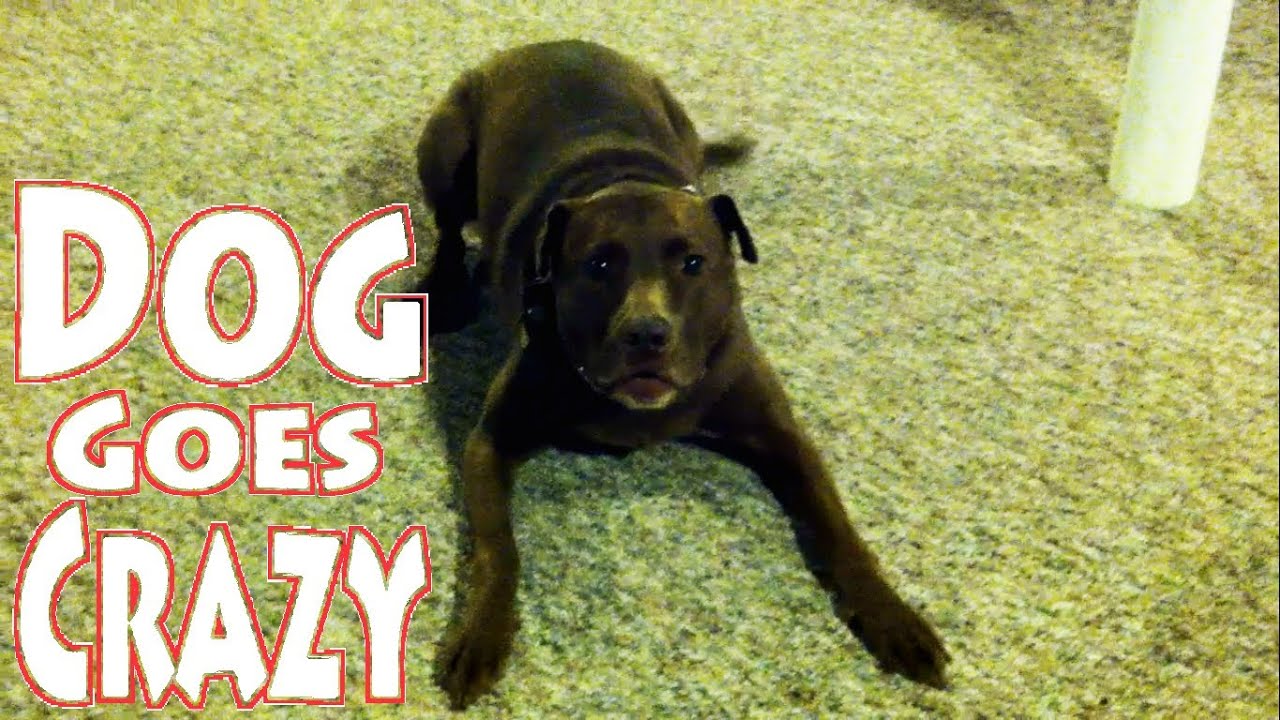 Chocolate Lab Pit Bull Dog Goes Crazy - YouTube