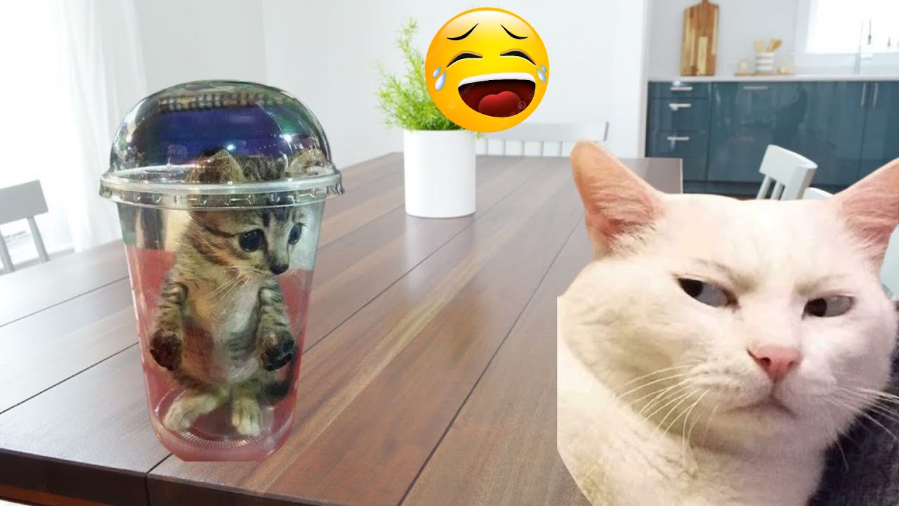 Cat-tastrophe! The Funniest Cat Moments Caught on Camera - 2025 Edition ...