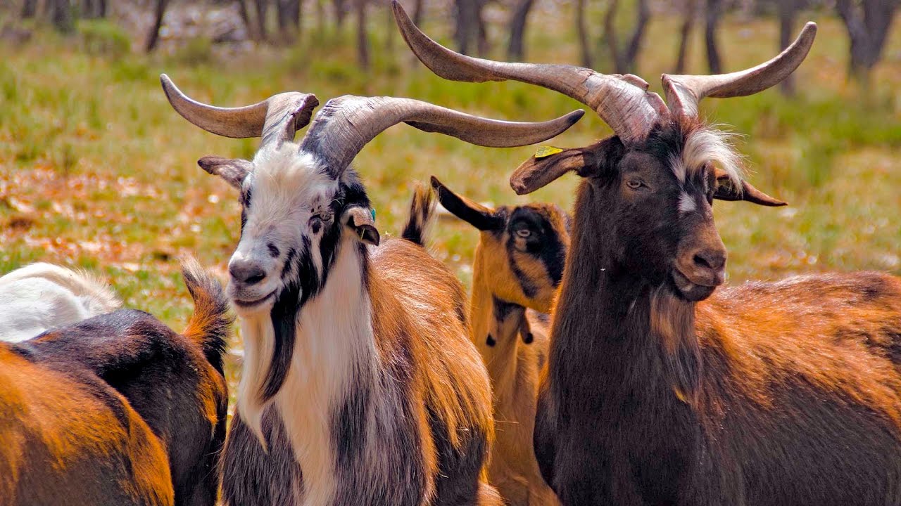 La cabra provenzal. Provenza, Francia - YouTube