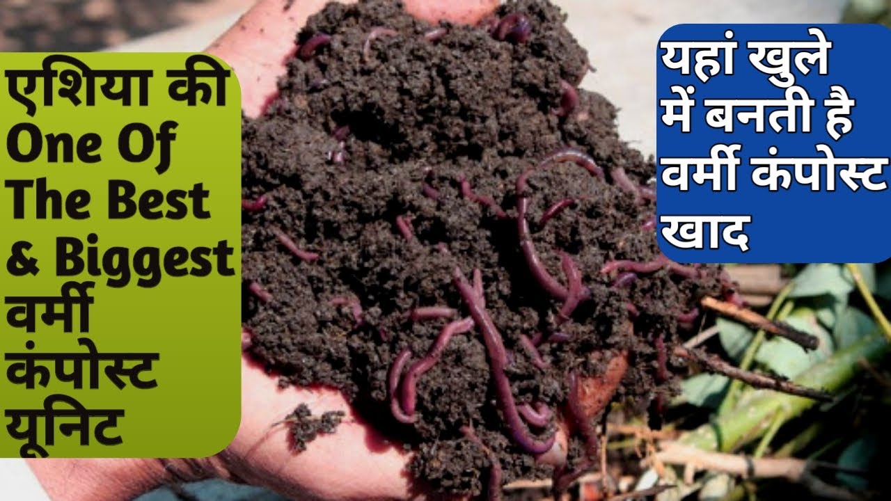 वर्मीकंपोस्ट | Vermicompost Without Shed | Vermicompost Business Plan ...