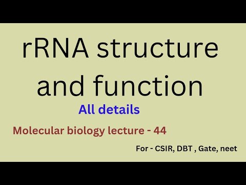 rRNA structure and function | structure of rRNA | clover leaf model of ...