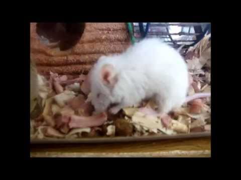 Pet Mouse Gnawing - YouTube