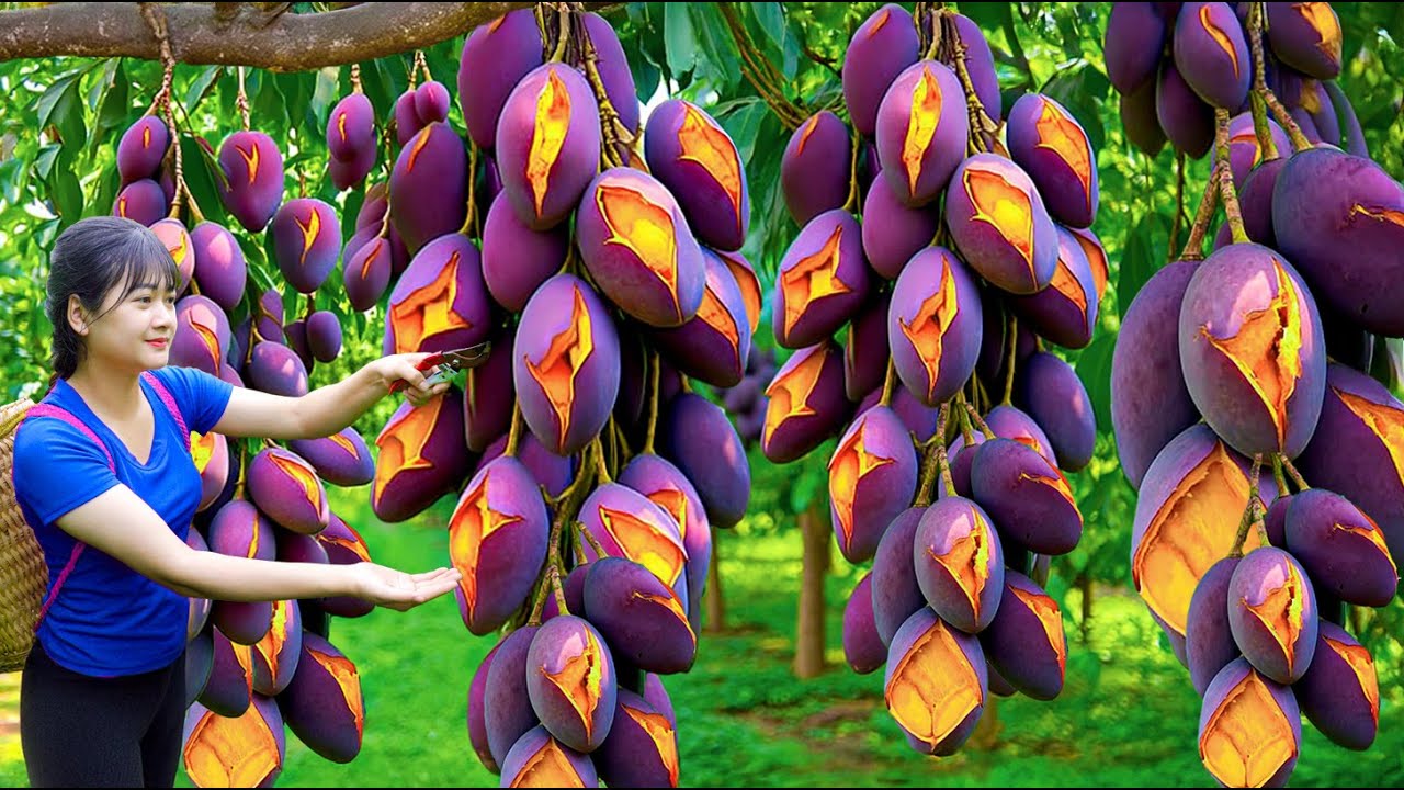 Amazing! Harvesting sweet giant mango - How to make traditional fruit ...