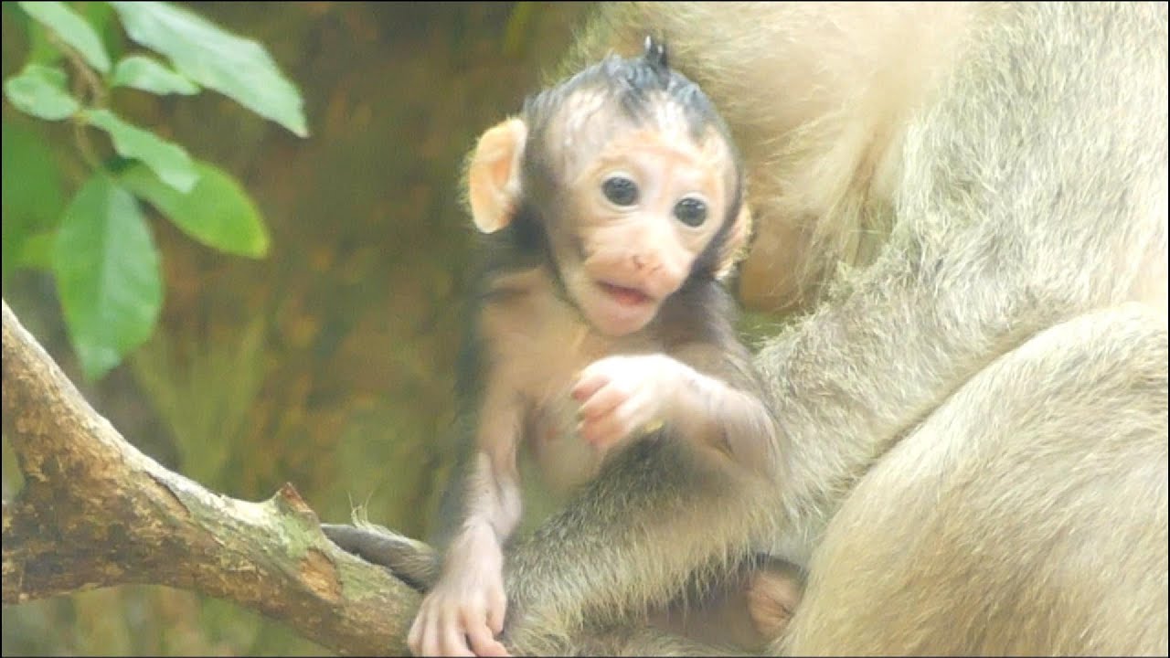 OMG! A group of adorable monkeys is seen cuddling together, keeping all ...