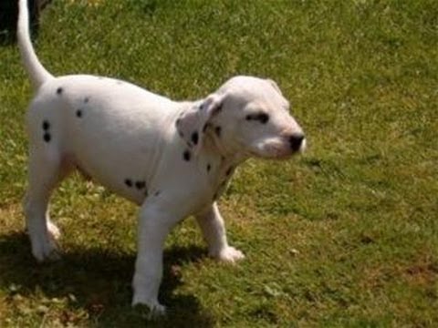 How To Get Your Dog to Behave