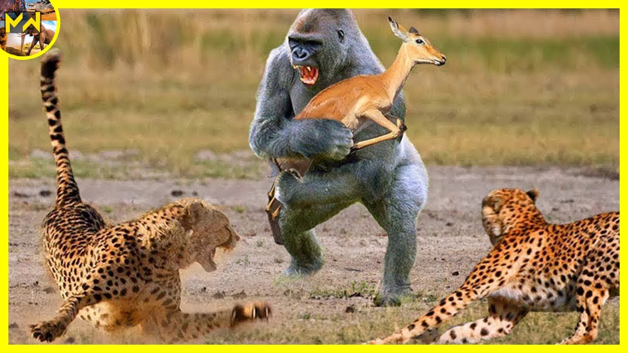 15 Unbelievable Animals That Saved Other Animals - YouTube