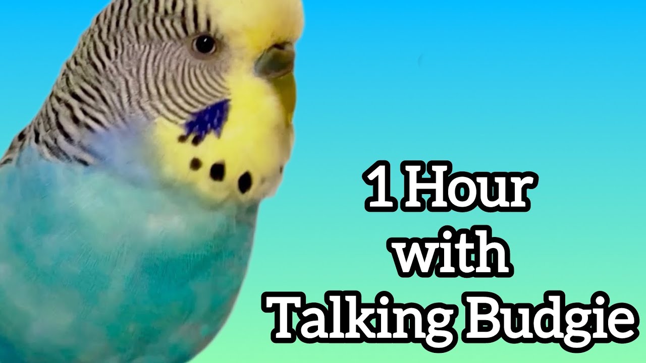 1 hour with Raisin | Talking singing Budgie - YouTube