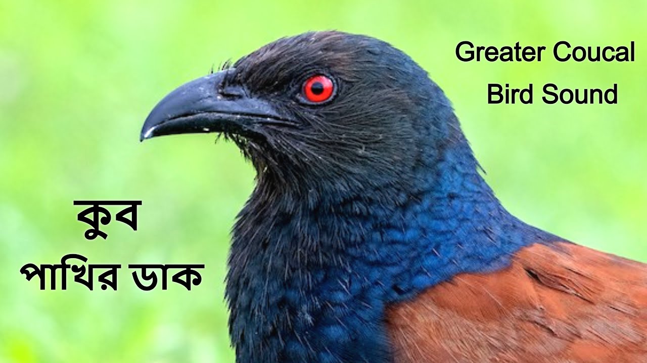 কুব পাখির ডাক | Greater Coucal Bird Sound | Kubo Pakhir Dak | Crow ...