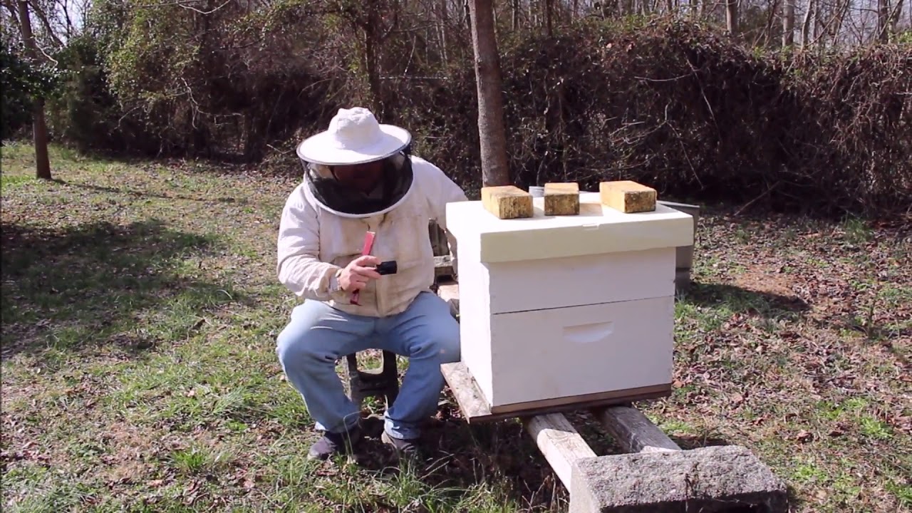 Honey Bee Hive Inspection March 1/2020 - YouTube