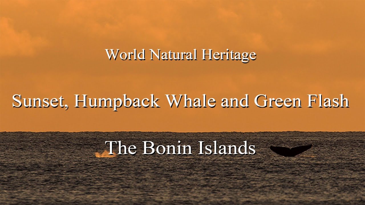 夕日・ザトウクジラ・グリーンフラッシュ 】世界自然遺産・小笠原諸島 【 Sunset, Humpback Whale and Green ...