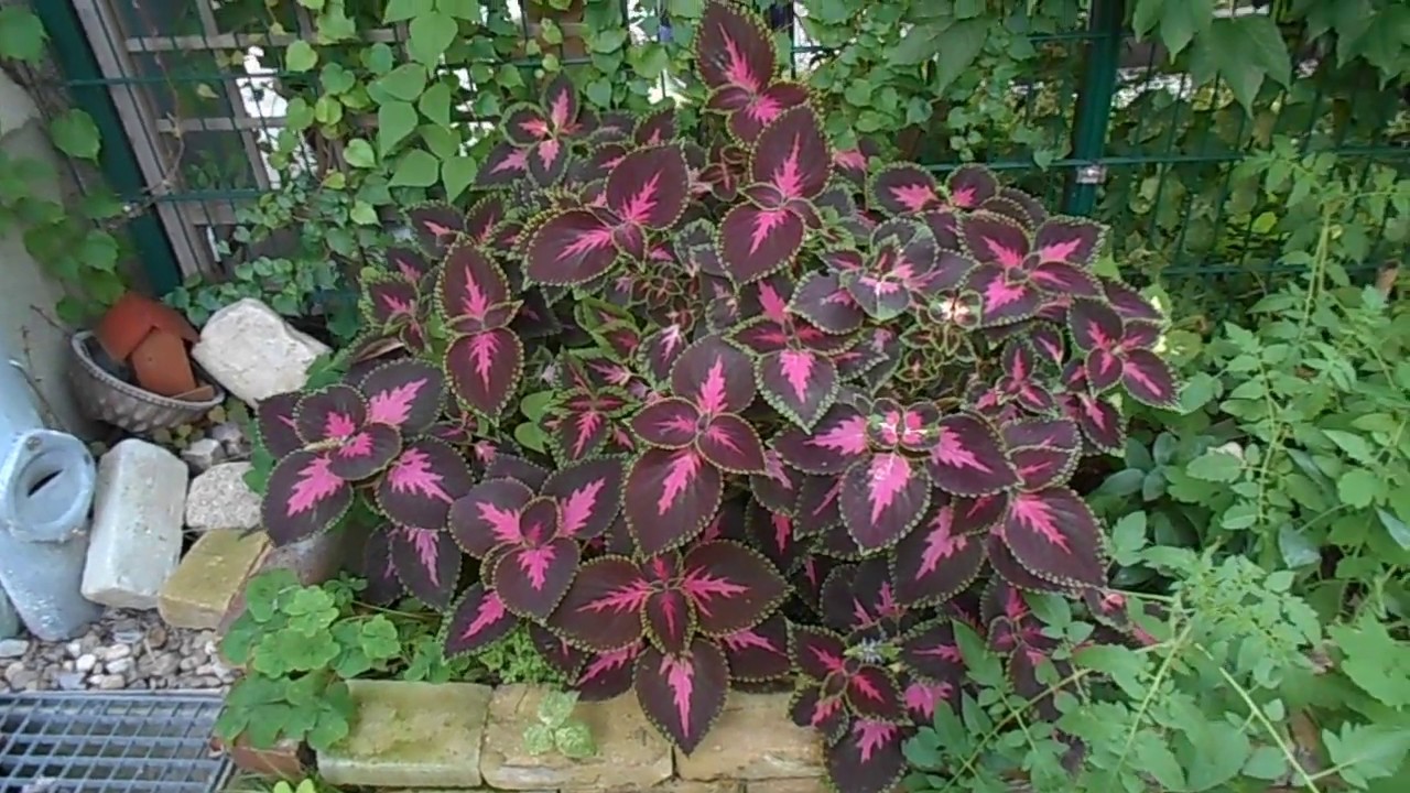 Coleus OLD STRAINS - YouTube