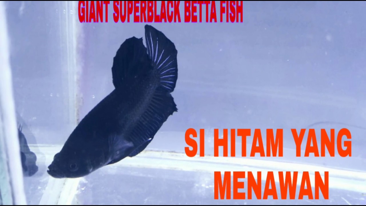 GIANT SUPER BLACK BETTA FISH - YouTube