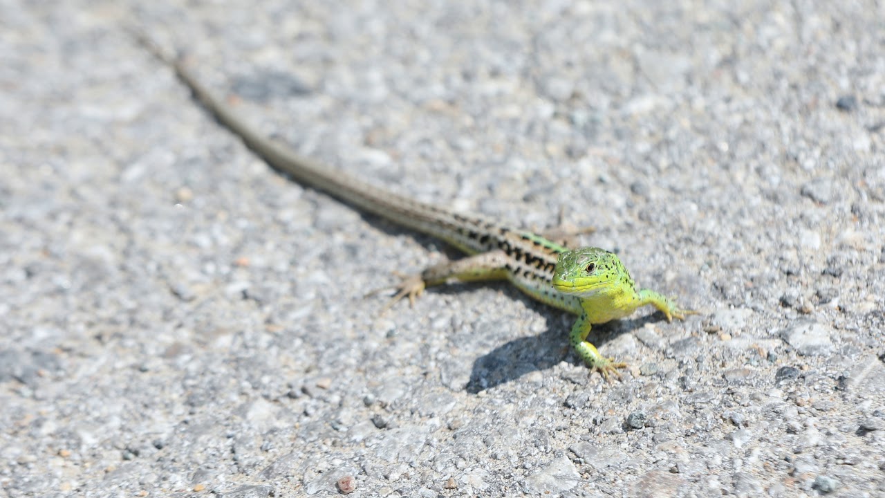 European green lizard - Hardhuca e gjelbert Evropiane - YouTube