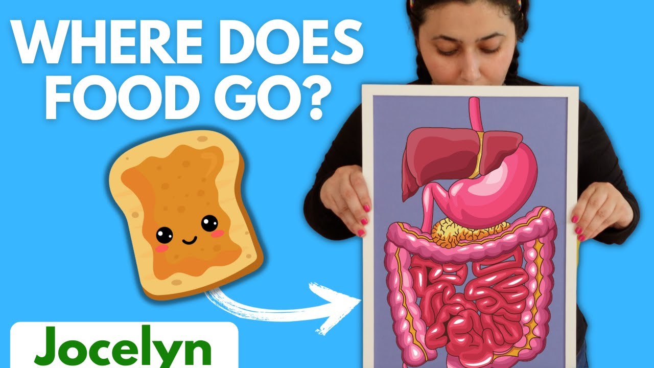 Explore the Digestive System! | Human Biology | Science Activity - YouTube