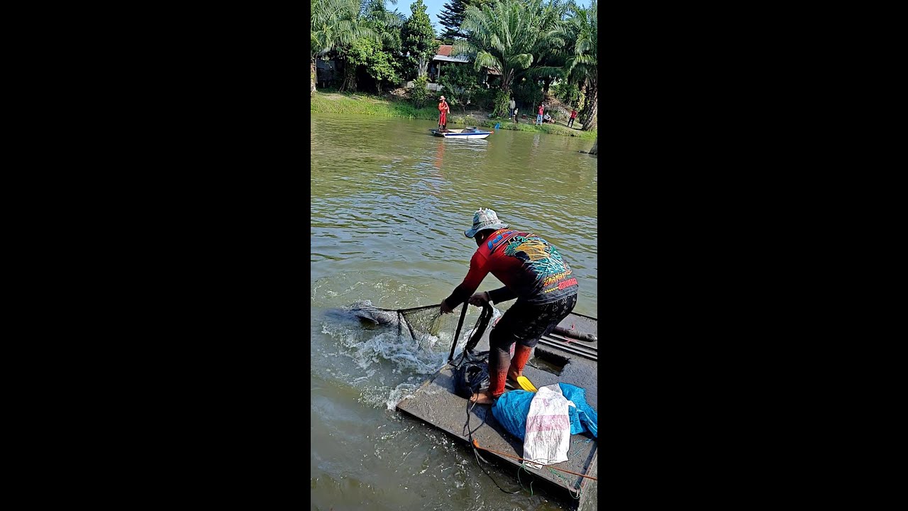 งัดปลาบึกใหญ่ 3 ตัวพร้อมกัน 3 แห! งานนี้รวมทีมงัด! #คลิปหว่านแห #หว่าน ...