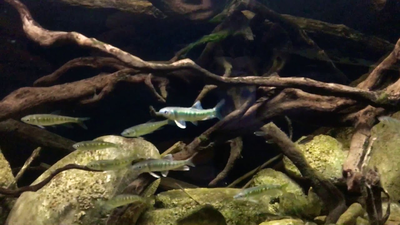 Opsariichthys evolans - YouTube
