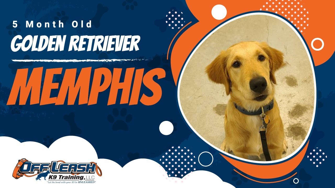 Memphis | 5 Month Old Golden Retriever | Off Leash K9 Training, Georgia ...