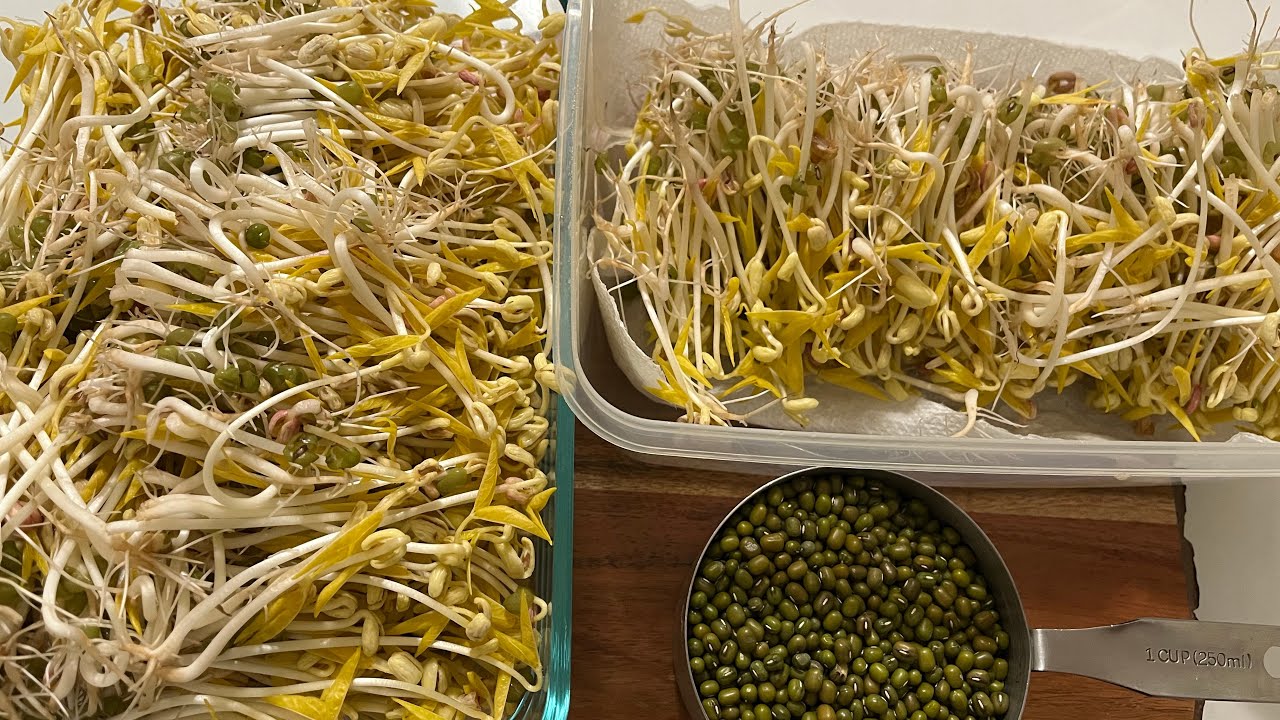Easy Way To Grow Mung Bean sprouts - YouTube