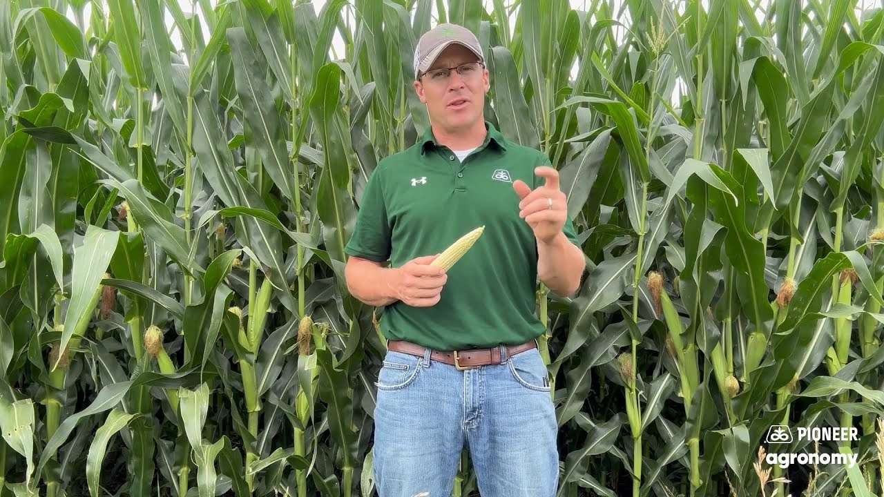 Late July Corn Scouting Tips - YouTube