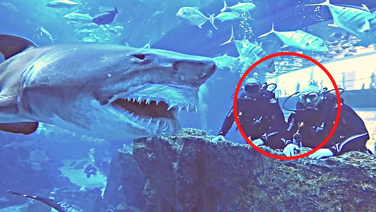 6 Shark Encounters you Have Never Seen Before - YouTube