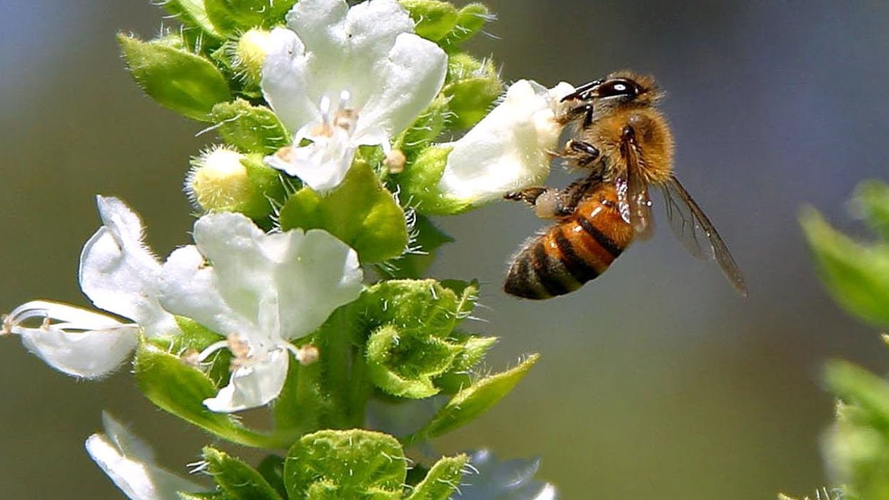 Buzzing with Nature: Relaxing Bee Sounds for Meditation and Sleep ...