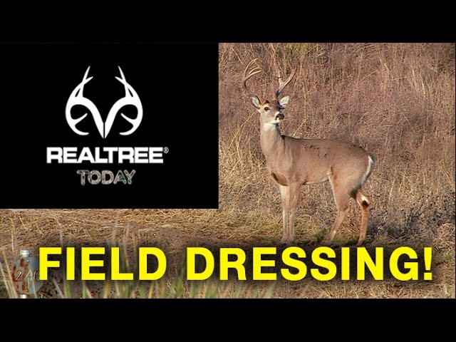 Dressing A Whitetail Deer Notes From A Naturalist – Stuck In A Rut:
