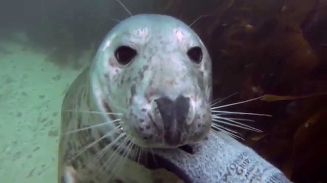 AWESOME Seal Belly Rubbing - YouTube